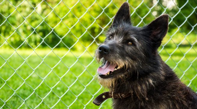 How to Dog Proof a Fence: 9 Ways to Prevent Escapes!