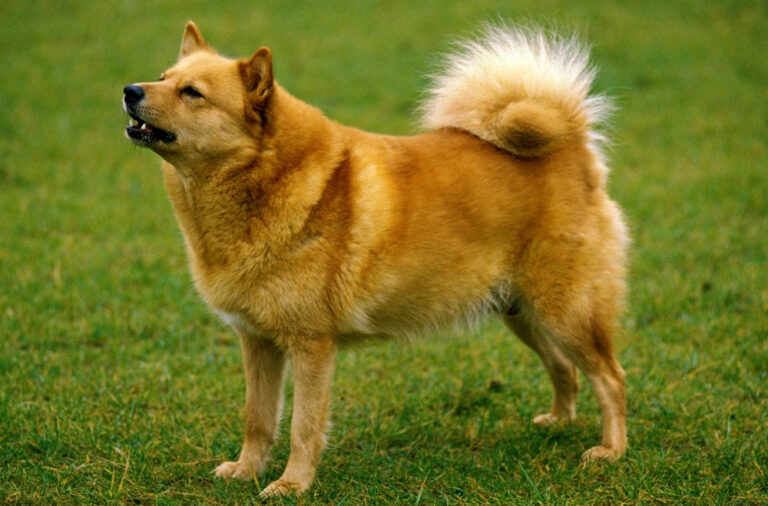 23 Dogs With Fluffy Tails (Pictures For Each Breed!)